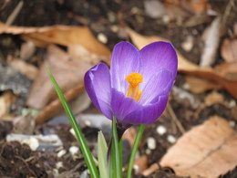 Gardening guide for flowers, vegetables and herbs.